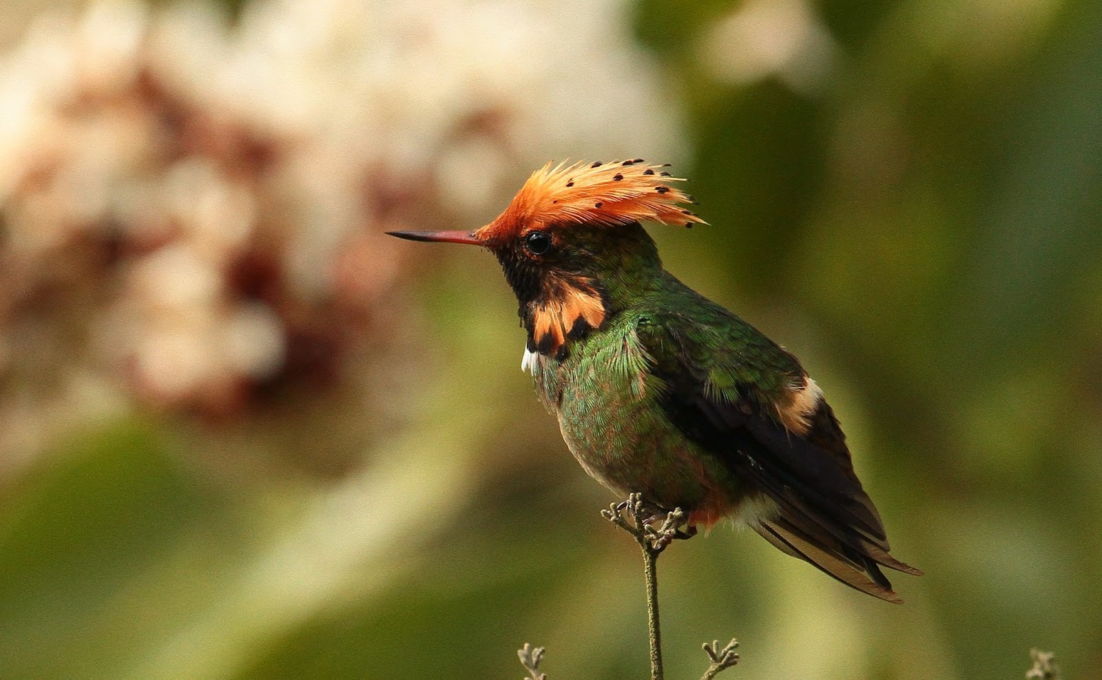 Nuestro bello mundo...: Spangled Coquette, male, Lophornis stictolophus ...