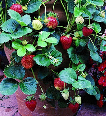 Tentang Buah Strawberry | Buah Strawberry | Adalah | Wikipedia ...