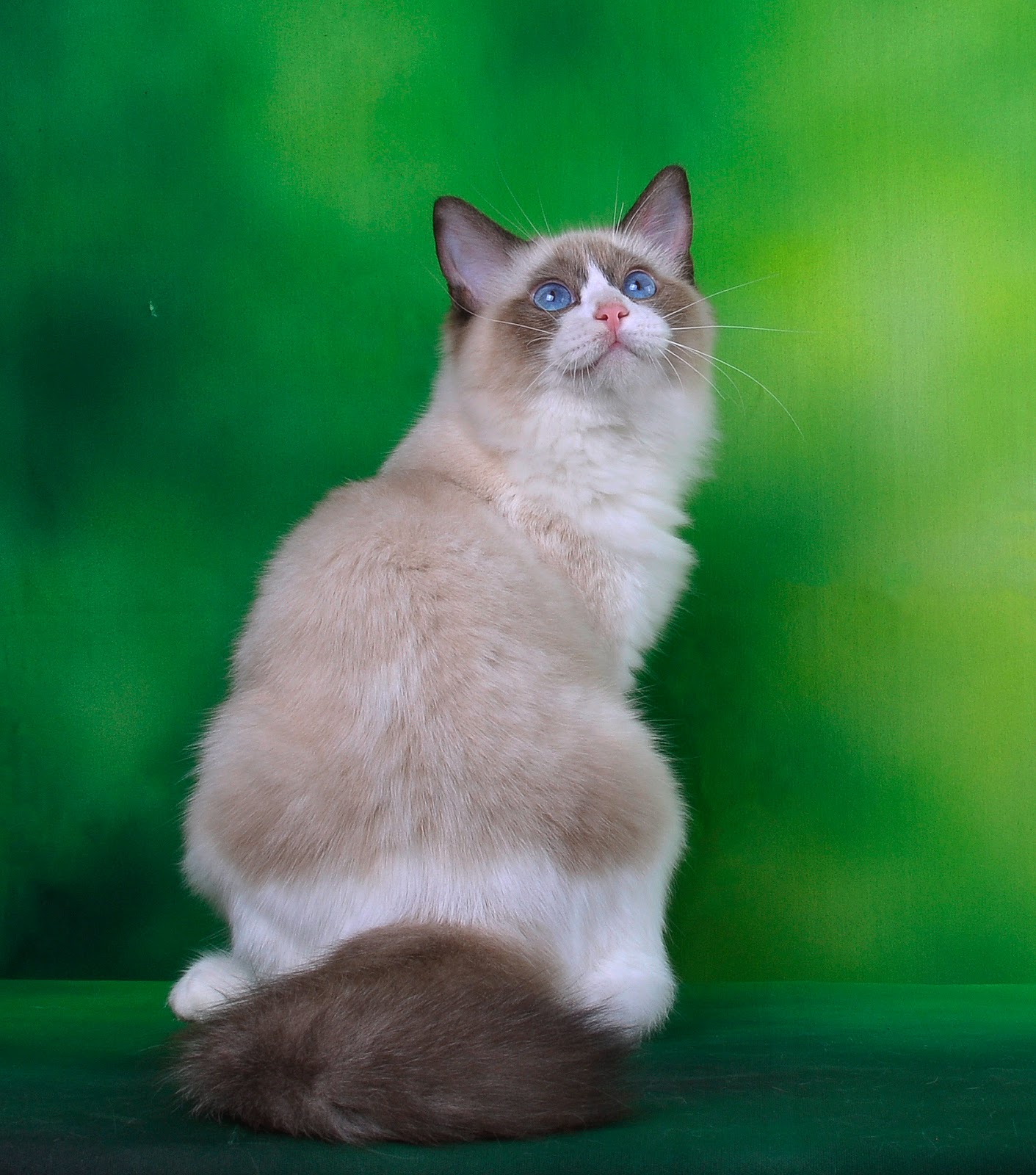 10 Kucing ter Favorit di indonesia th 2017 | hoby ternak