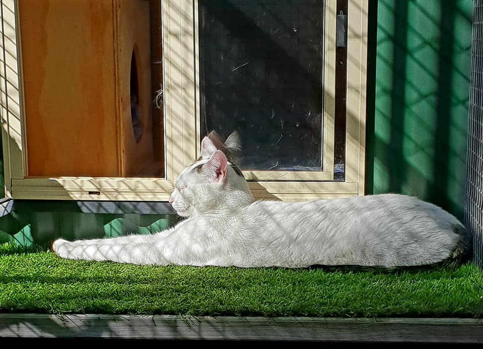 Feline Holiday Experience: a Sensory Delight at Calabash Kennels and ...