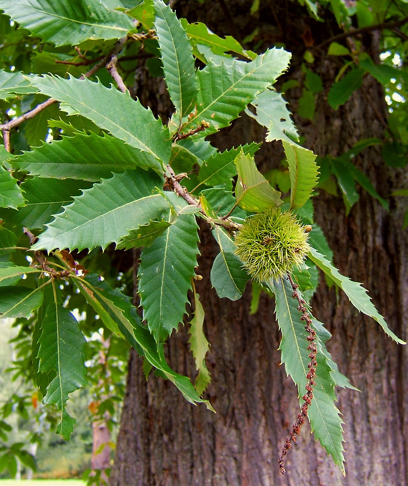 Plantatii cu castani: Informaţii despre castanul comestibil