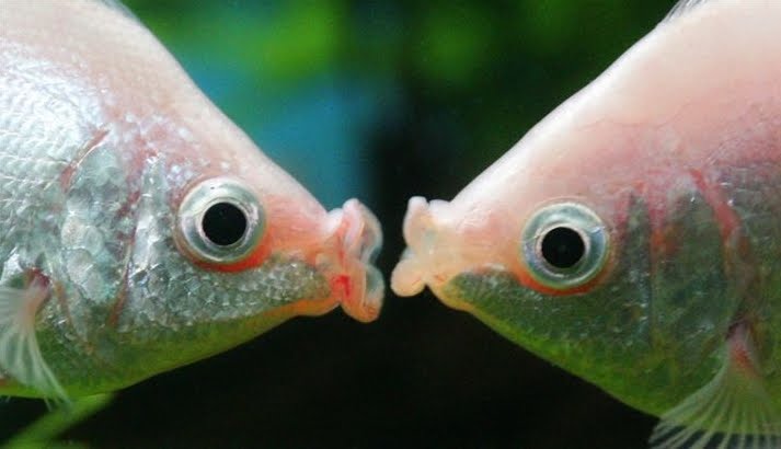 I Love Animals: 2011-08-21