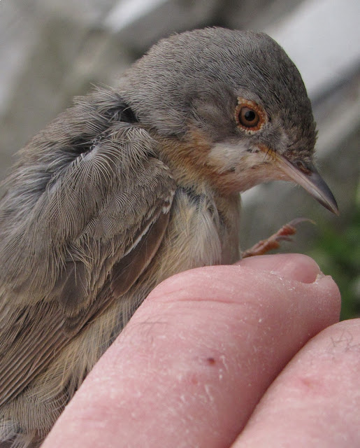 nibirds: Subalpine Warbler