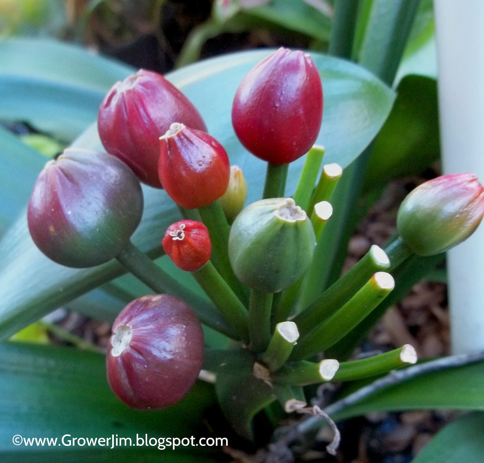 Garden Adventures: Clivia miniata