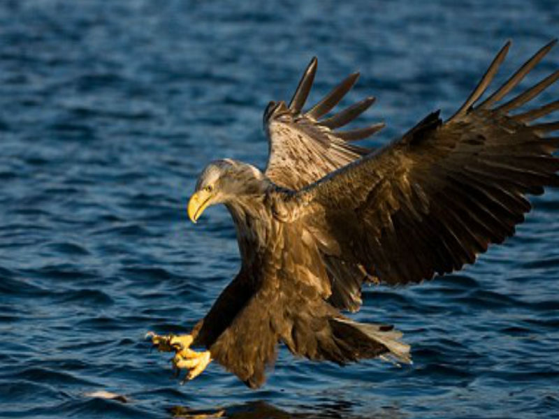 Spreebird wildlife: EAGLES OF PAKISTAN