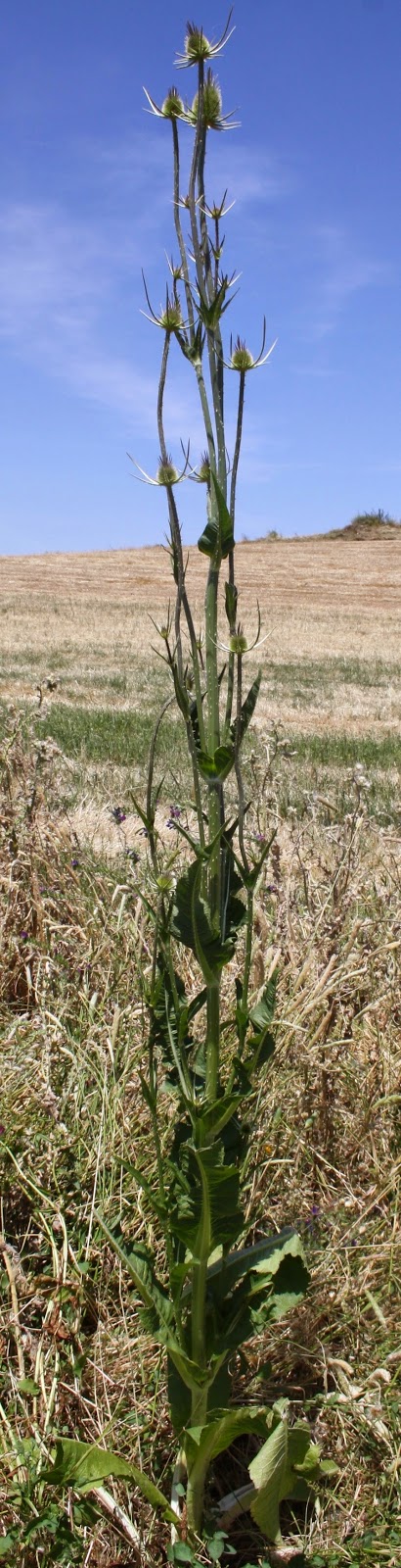 Plantas: Beleza e Diversidade: Cardo-cardador (Dipsacus fullonum)