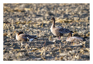 What a Wonderful World!: Kleine rietganzen