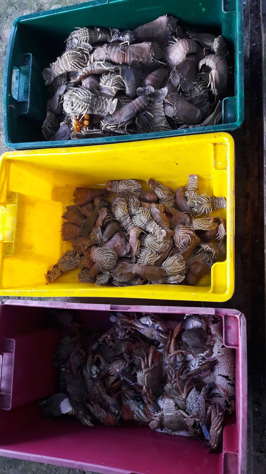 Ceritera FLK: nak cari ikan segar baru naik dari laut ada dijual disini