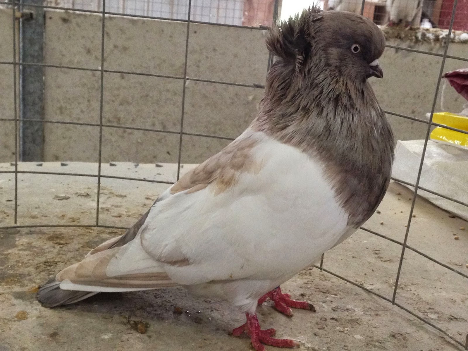 World of Pigeons and Doves: Nun Pigeon ( Englische Nonne )