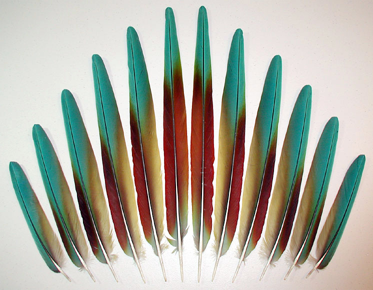The White Peacock: Pictures of feathers