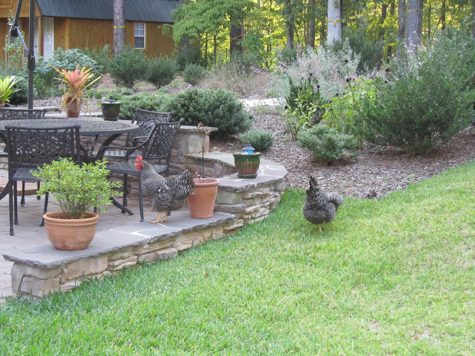 A Book for the Chicken-Loving Gardener: “Free-Range Chicken Gardens” by ...