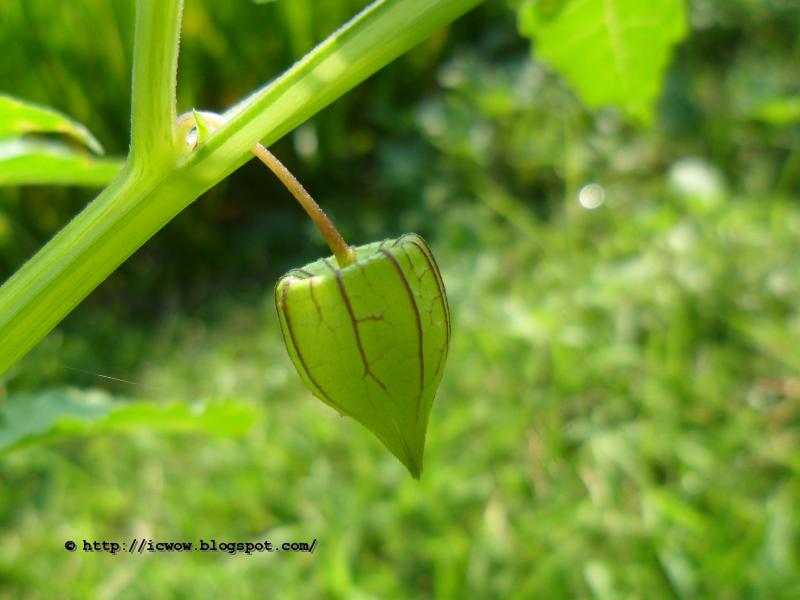 Bon Tepari Ful (বন টেপারী ফুল) - Physalis minima