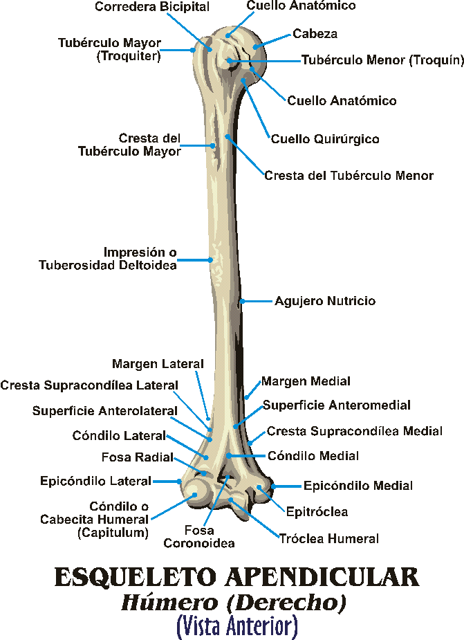 Anatomia: enero 2014