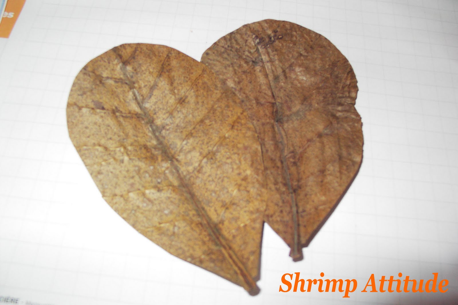 Shrimp Attitude: Feuilles de badamier (Terminalia Catappa)