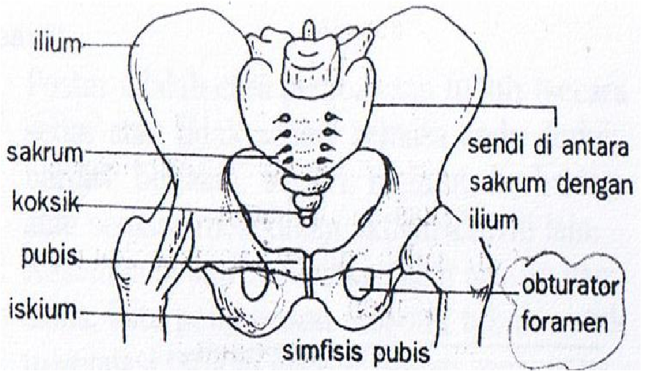 NOTA-NOTA PISMP PJ: Tulang rangka