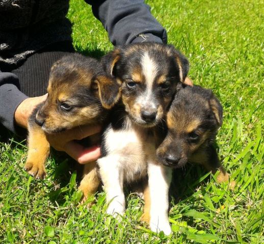Adoptándonos: Cachorritas y cachorritos muy bebés en adopción súper ...