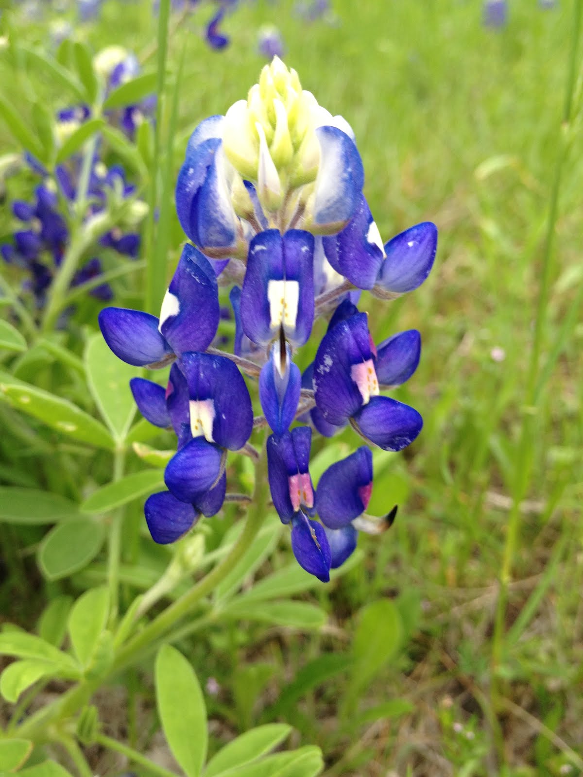 Life Is Just So Daily: Gage's Bluebonnet Pictures, 2012.