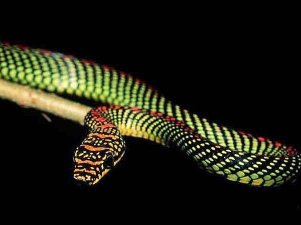 Animales | Conozca a las serpientes voladoras (Sorprendente) - iNT3R3S4NT3!