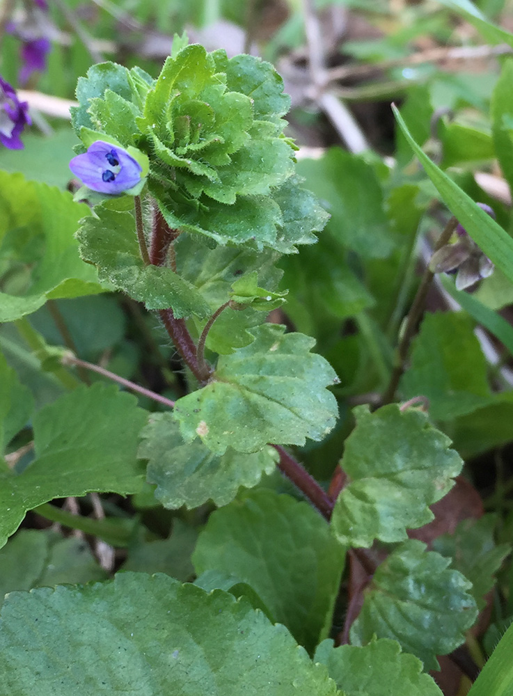 Suburban Wildflowers | Naturally