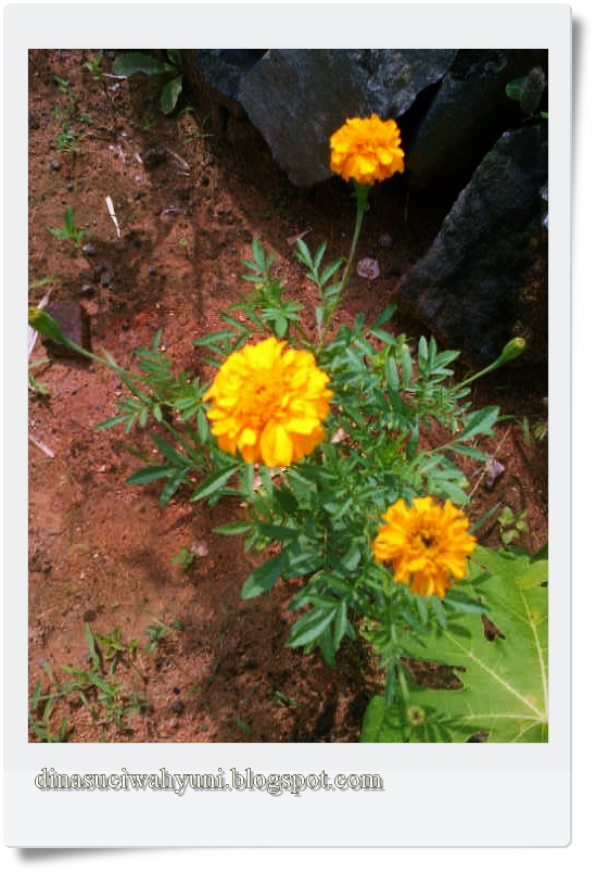 JENIS DAN NAMA - NAMA BUNGA (TANAMAN HIAS " BUNGA CANTIK") | JDSK