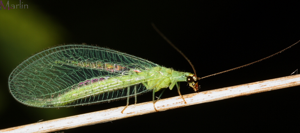 insect: order เล็กๆๆ