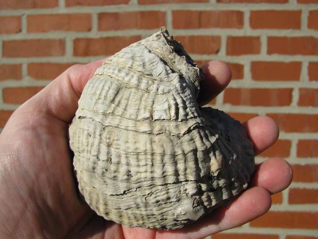 Views of the Mahantango: Exogyra costa from the Navesink Formation