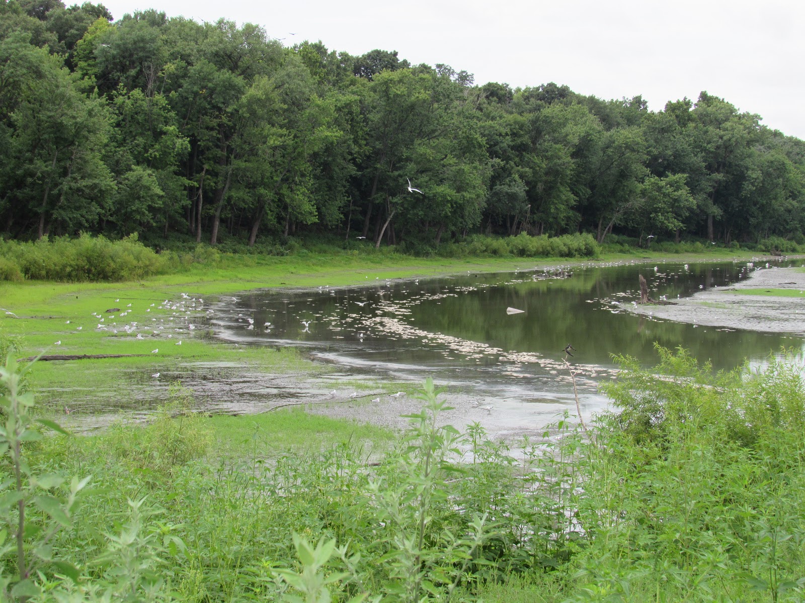 The Wild Land of Lincoln: Dead Carp, Trespassing, and... Goofy Ridge ...