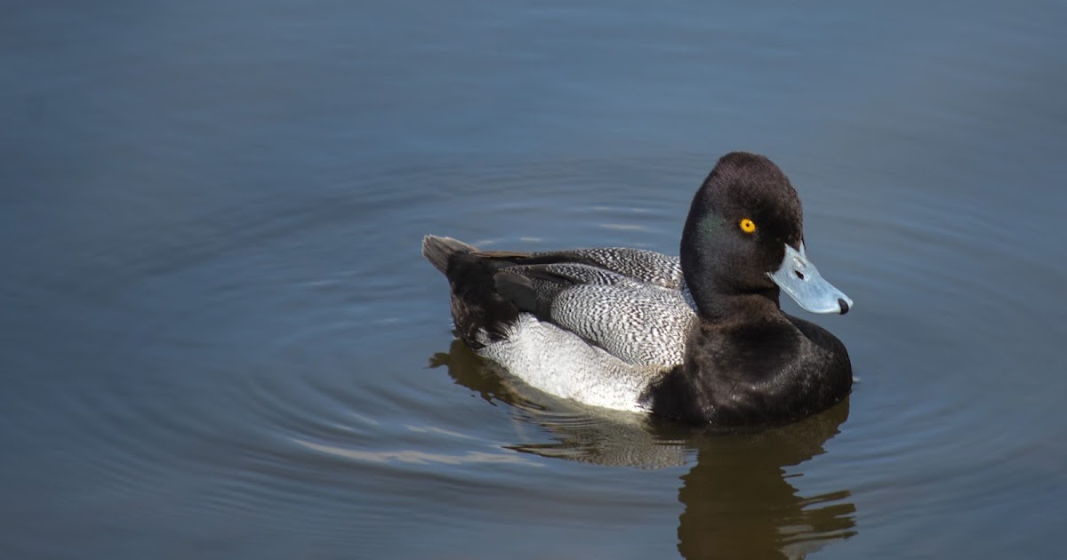 Terrell Daily Photo: Quack quack