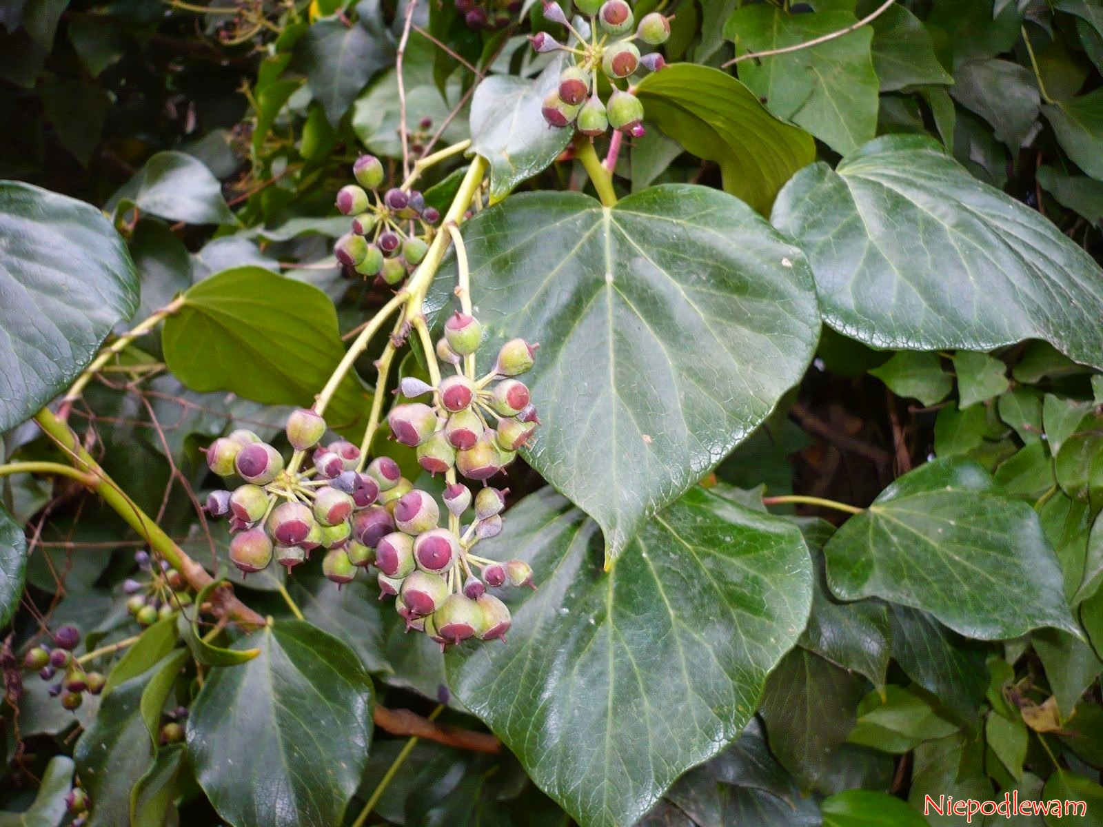 niepodlewam: Bluszcz pospolity – dlaczego truje