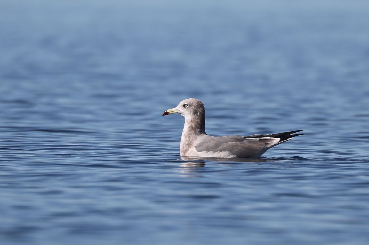 BC Rare Bird Alert: RBA: BLACK-TAILED GULL in Lund - Sept 13-Oct 3rd