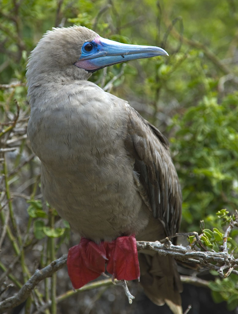 RED FOOTED BOOBY photos - wallpapers | the fun bank