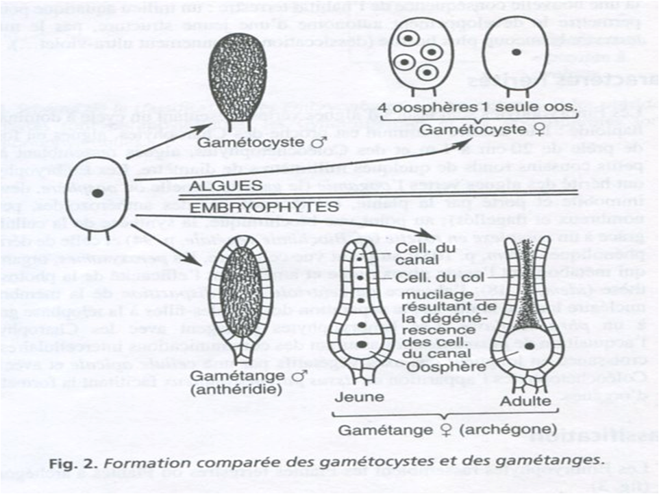 Taxon des Embryophytes et Bryophytes ~ ecologie environnement