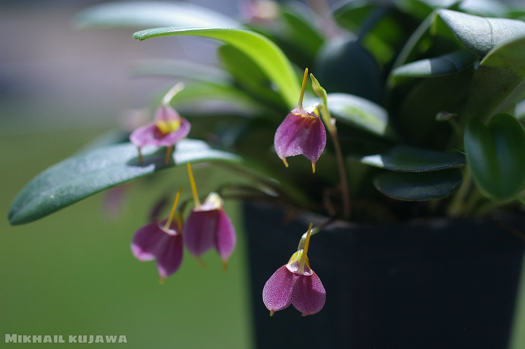 Masdevallia floribunda care and culture | Travaldo's blog