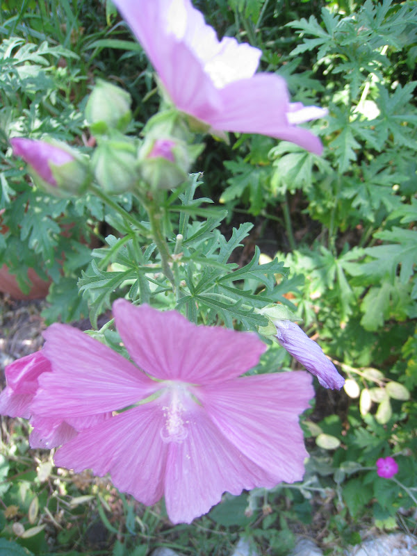 woke up, got out of bed.....: Pink Musk Mallow....Marvellous....