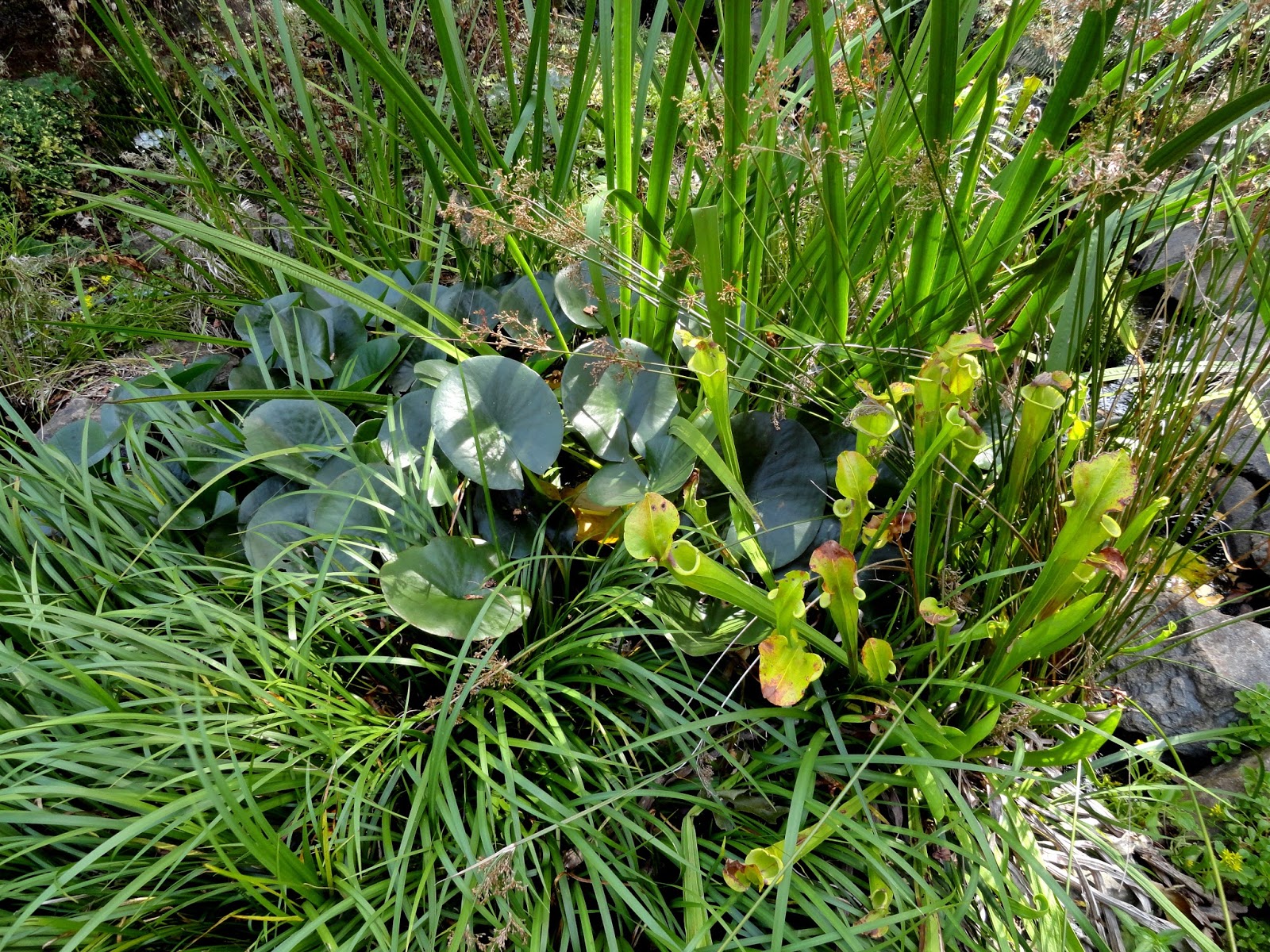 danger garden: Visiting Wild Ginger Farm