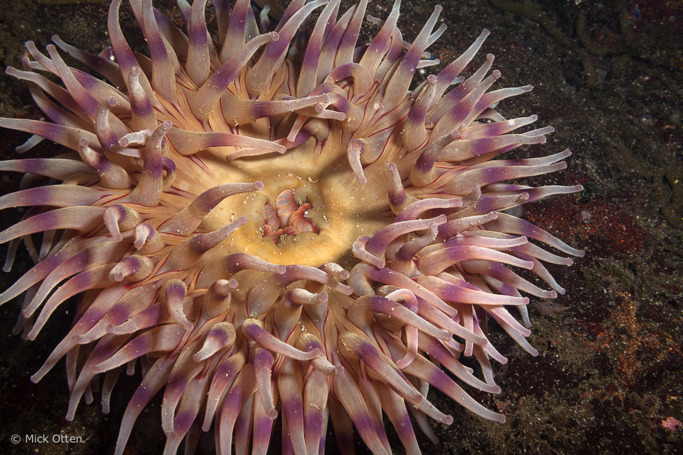 Mick's marine biology: Colourful sea anemones and other extraordinary ...