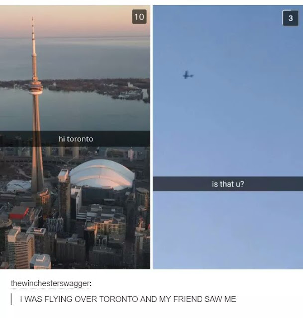 3 Memes a Day: Toronto, Memes and Puppy