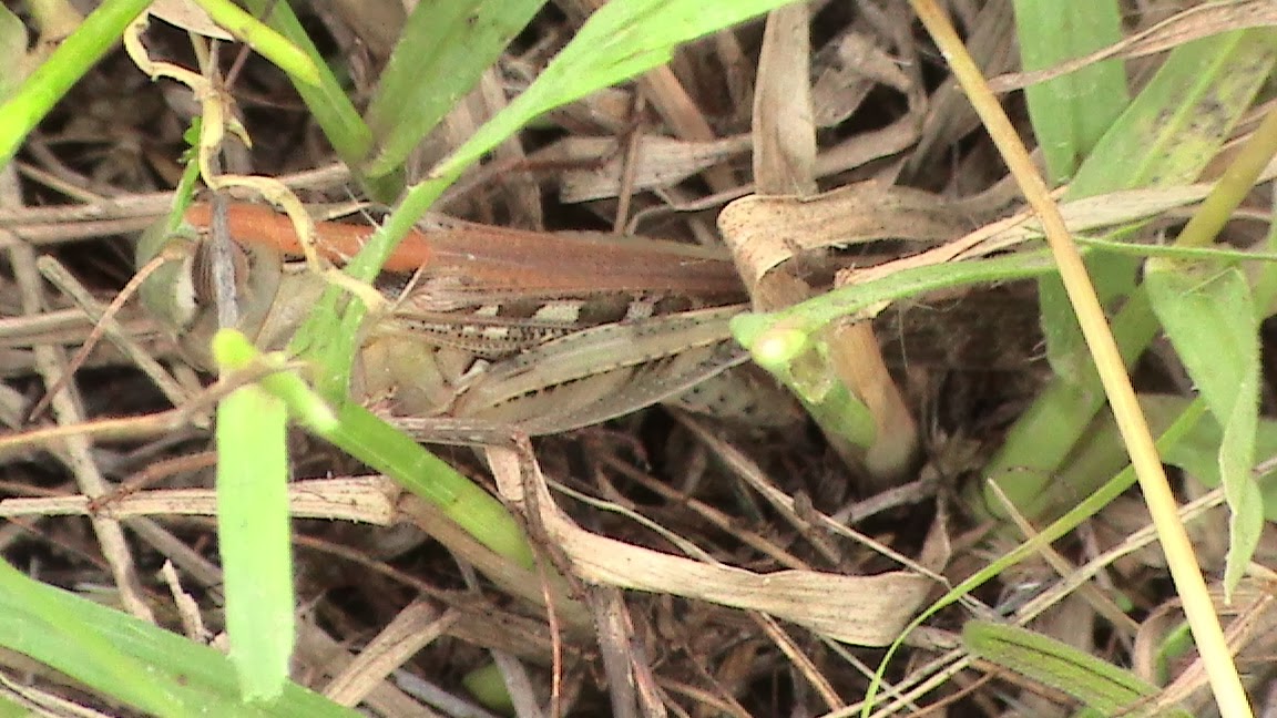 Arañas, insectos y bichos del jardín: Bichos del campo I