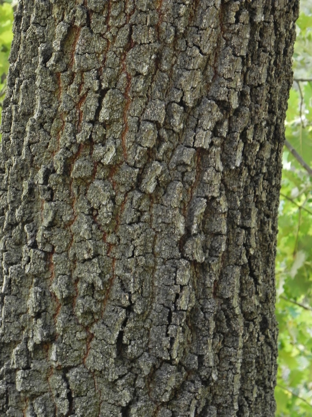 Á R B O L E S (T R E E S) y P A L M E R A S (P A L M S): Quercus ...