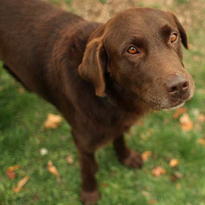O'Malley - Chocolate Labrador Retriever