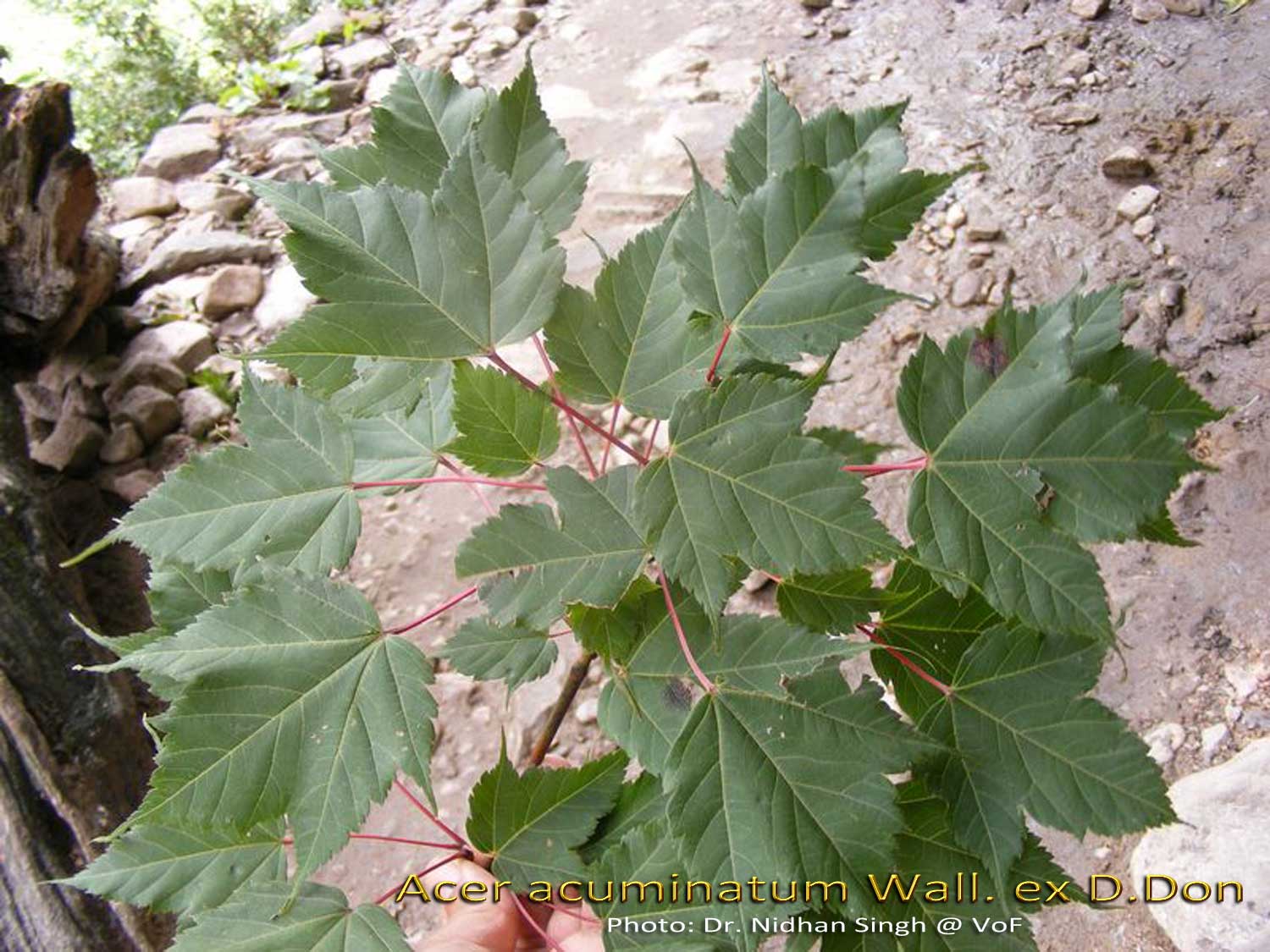 Medicinal Plants: Acer acuminatum, Tapering Leaf Maple