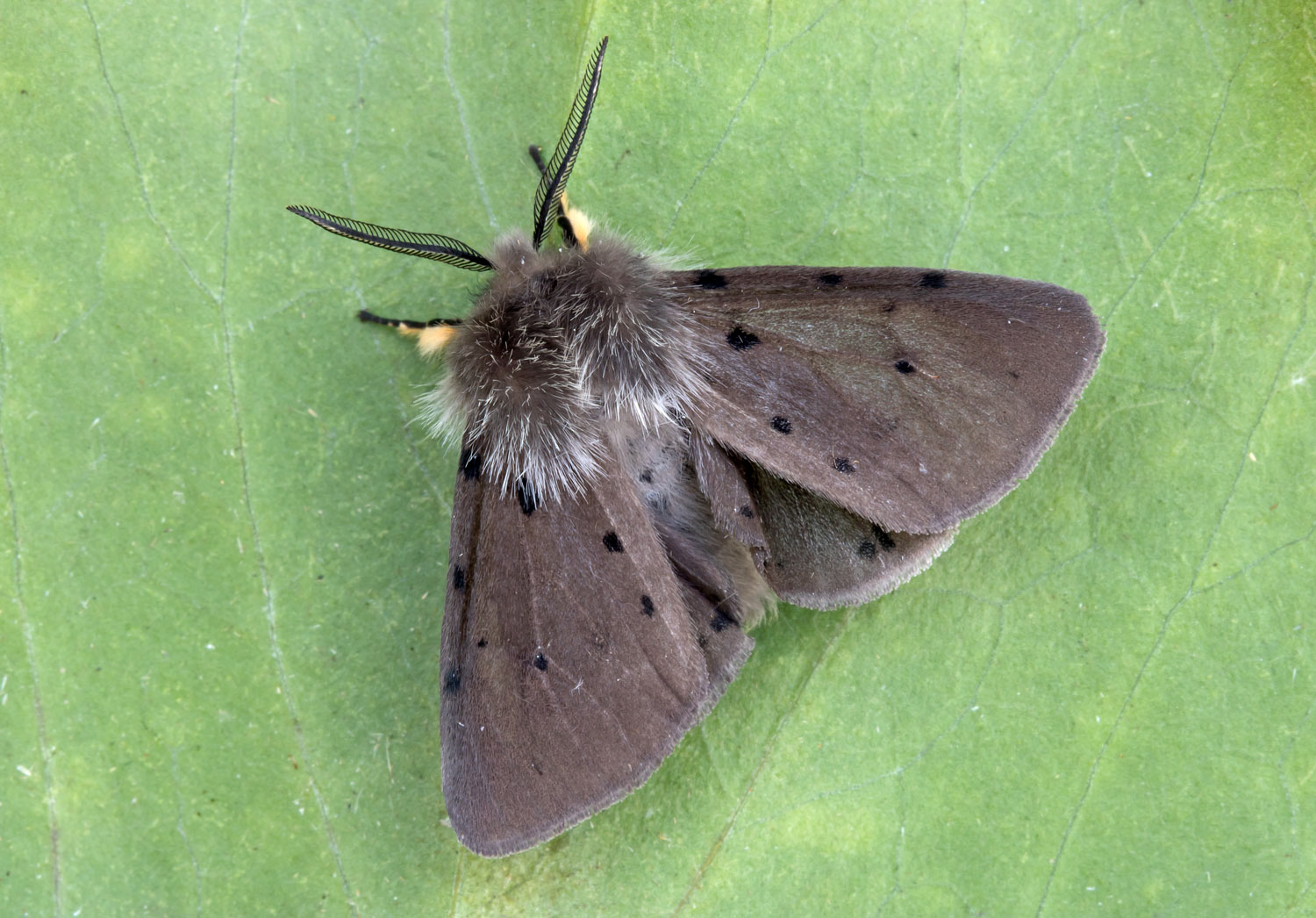 Moths of Boughton-under-Blean: May 2016