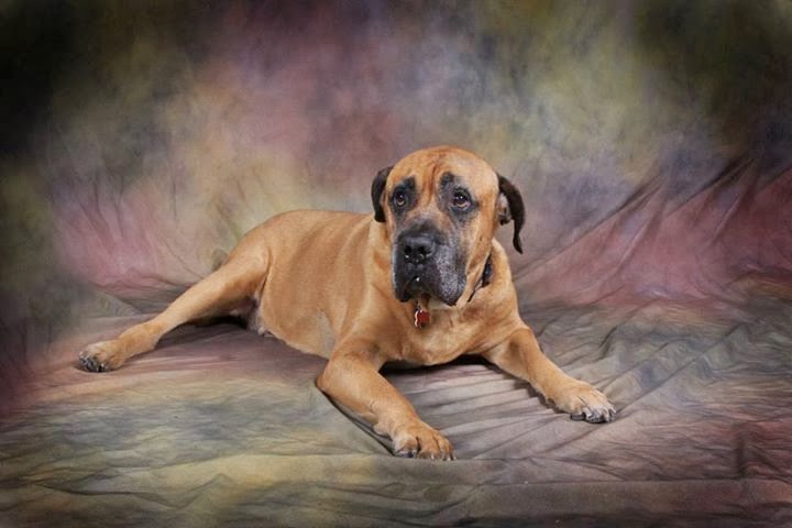 VCA Hollywood Animal Hospital: Canine Bloat