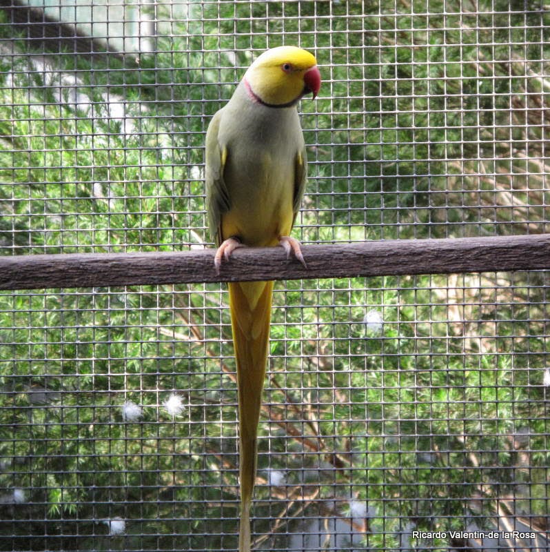 Ricardo's Blog, : La cotorra de Kramer Psittacula krameri, conocida en ...