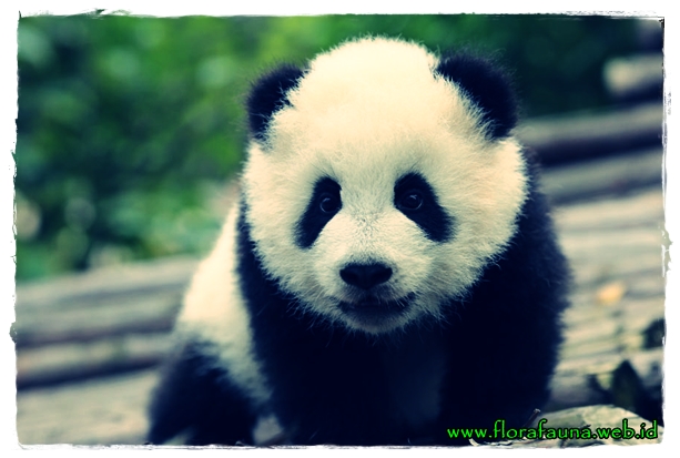 Animal kingdomia: panda