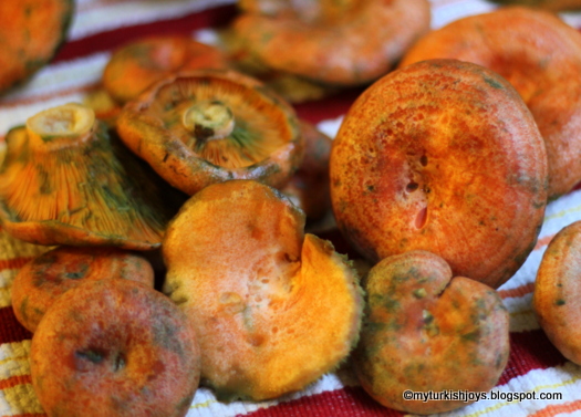 Cooking with Çıntar Mantarı in Istanbul ~ My Traveling Joys