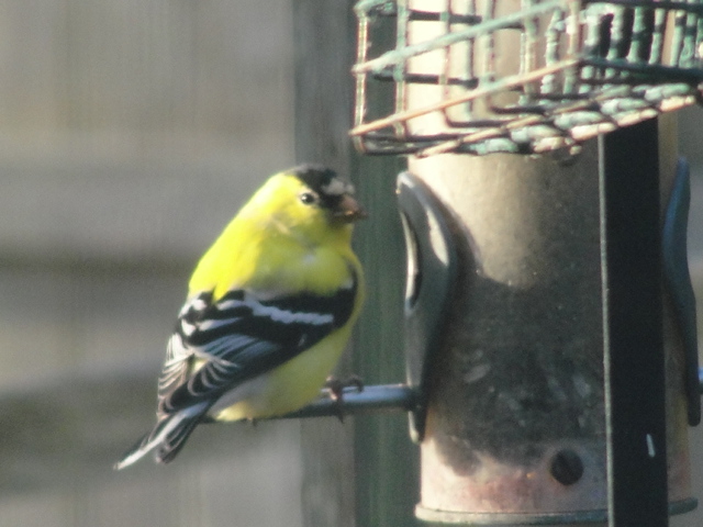 Yellow birds make me happy… | Mary Richmond's Cape Cod Art and Nature