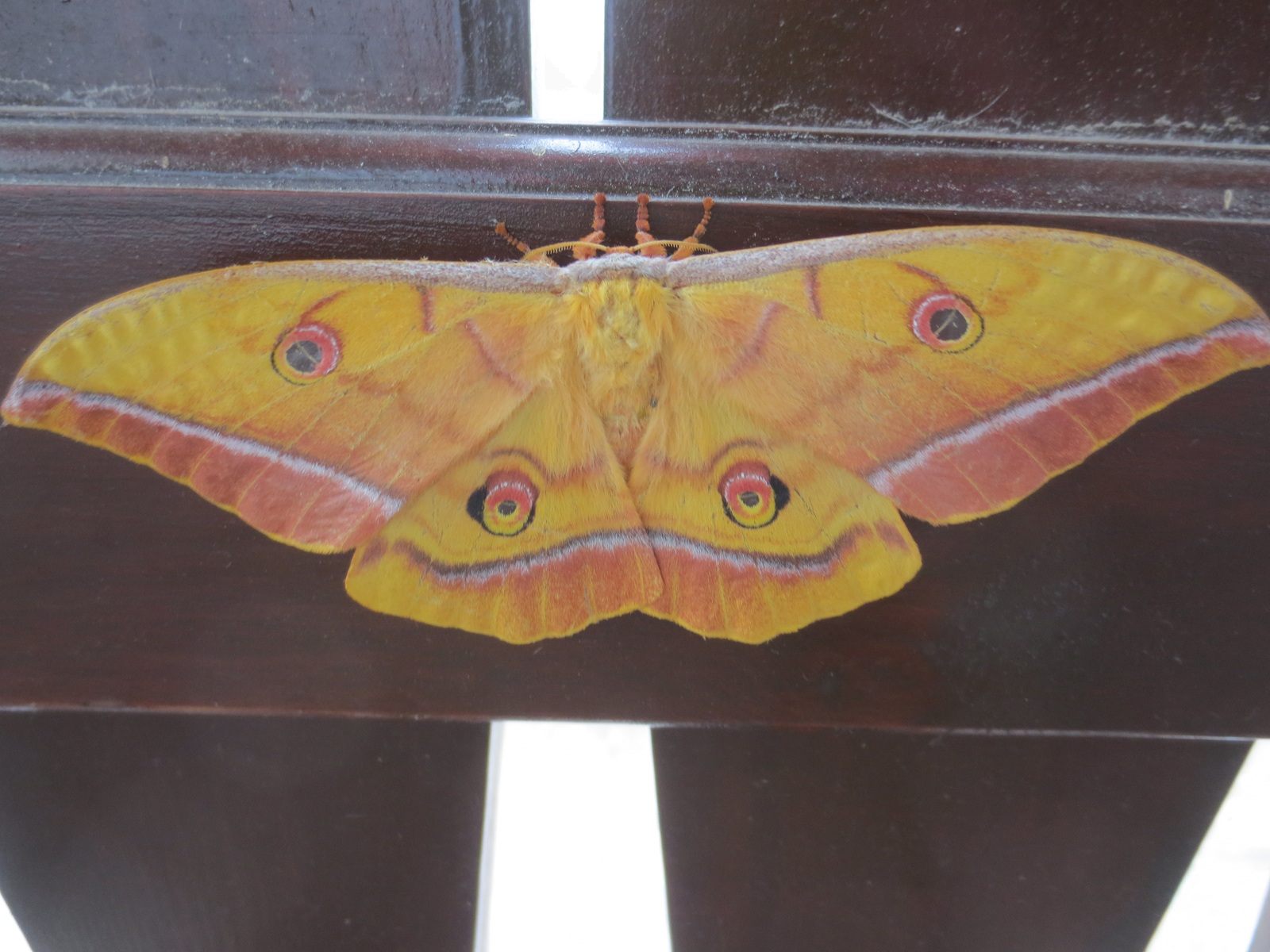 Menard & Jack Russell Terrier: Nočni metulj jamamaj