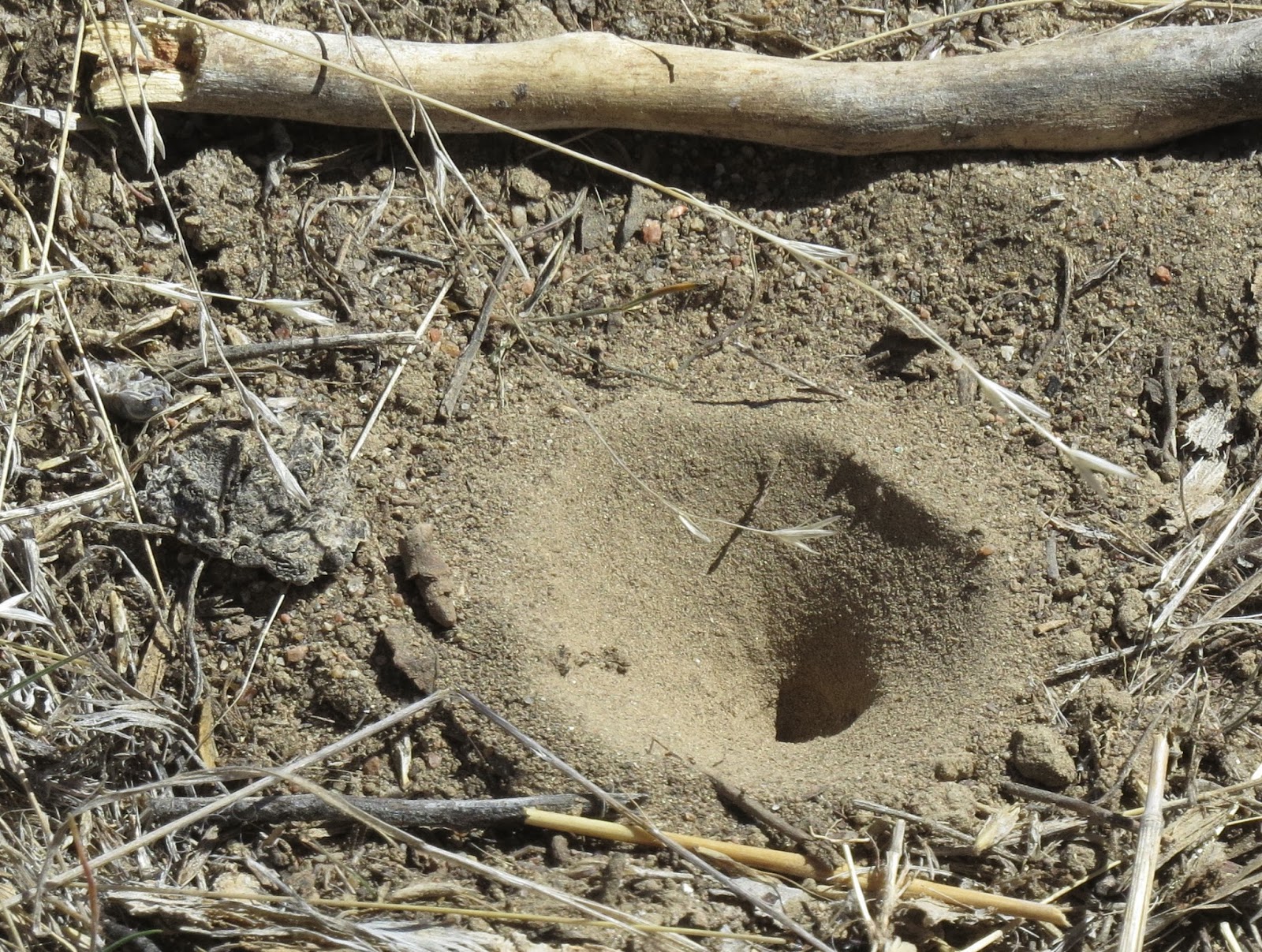 Bug Eric: Predator and Prey: Ants versus "Lions" and "Tigers"