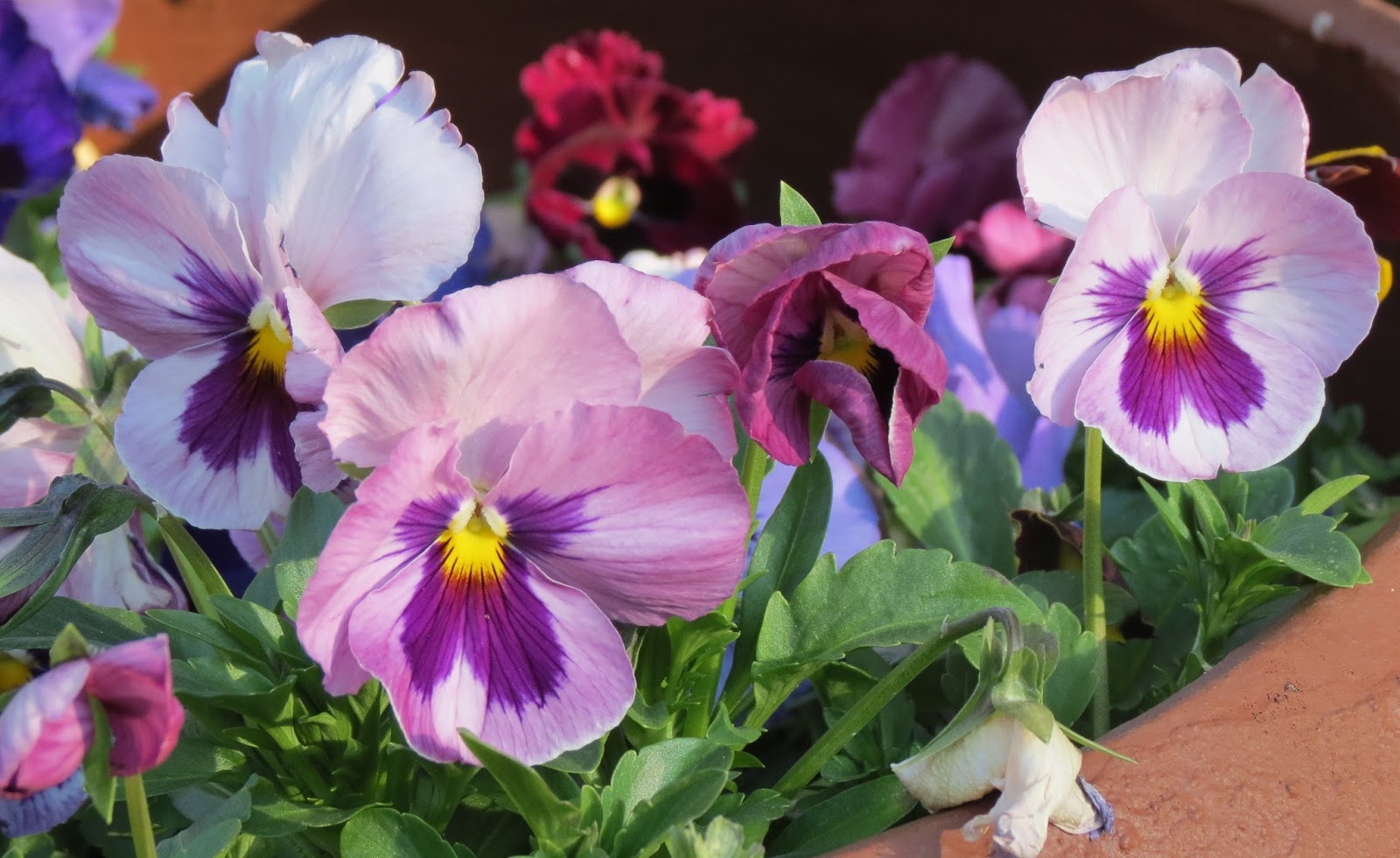 Kreatiewe Joernaal: lewe